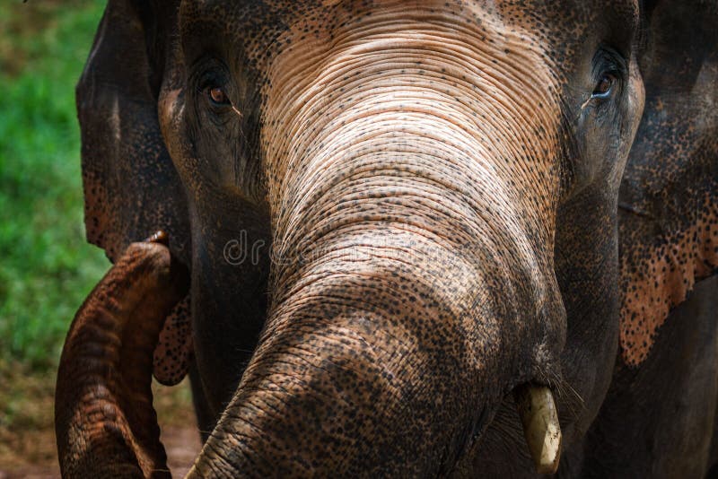 Old, Brown Elephant in the Jungle Stock Photo - Image of wildlife ...