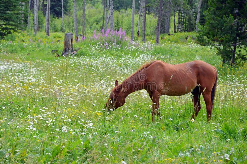 Old brown horse stock image. Image of spring, equine - 25869817