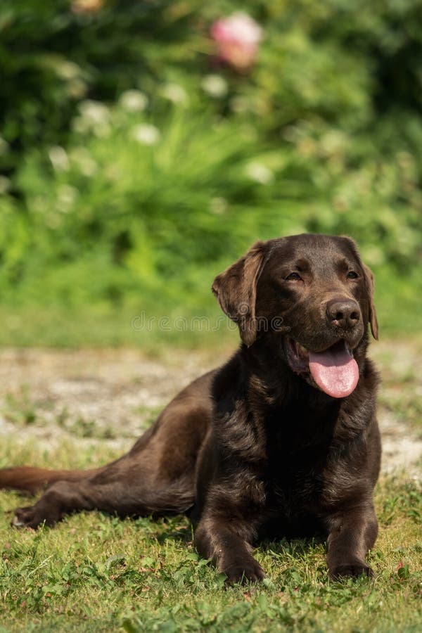 An Old Brown Labrador Retriever in the Garden Stock Photo - Image of ...