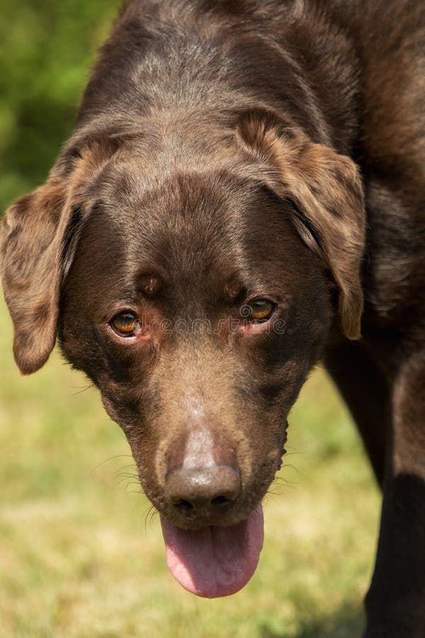 An Old Brown Labrador Retriever in the Garden Stock Image - Image of ...