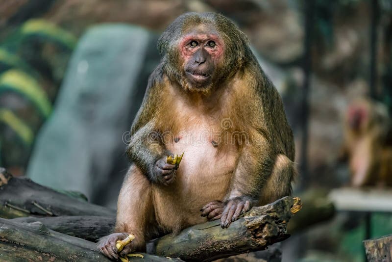 Old brown monkey stock photo. Image of primate, tree - 101487666