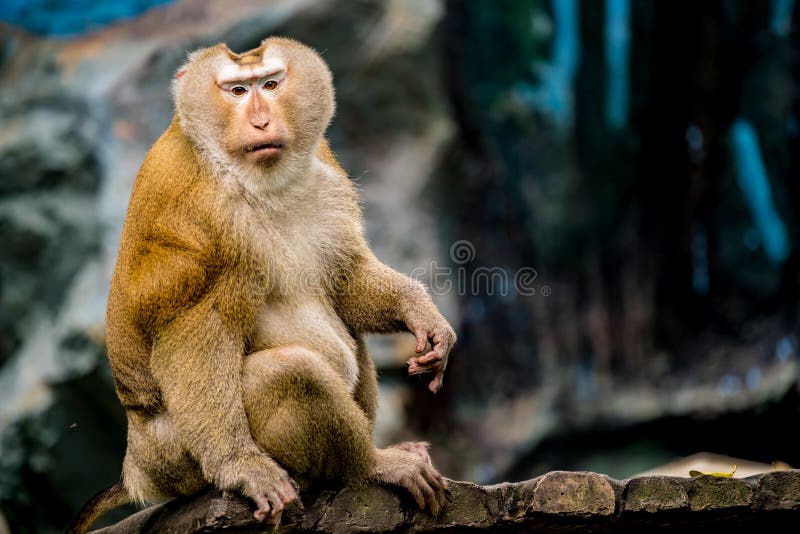 Old brown monkey stock image. Image of furry, face, hair - 99695387