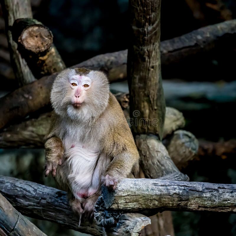 Old brown monkey stock photo. Image of tree, young, monkey - 100267700