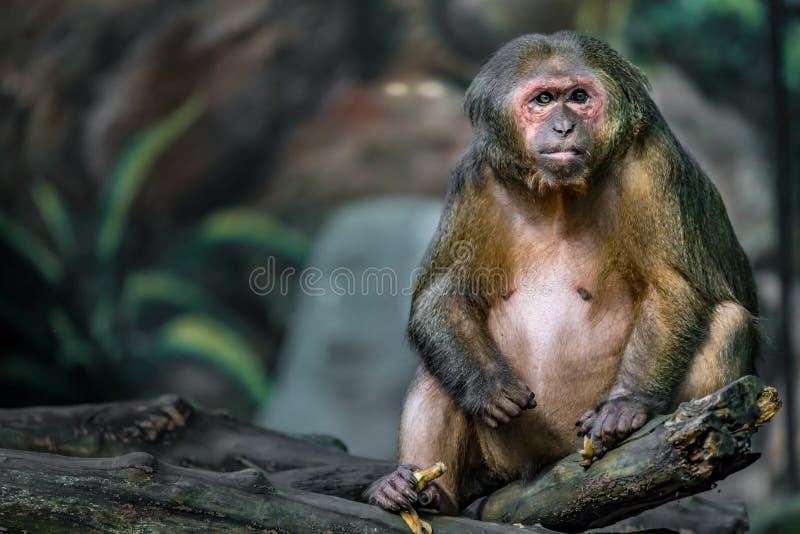 Old brown monkey stock image. Image of mammal, hair - 105215975