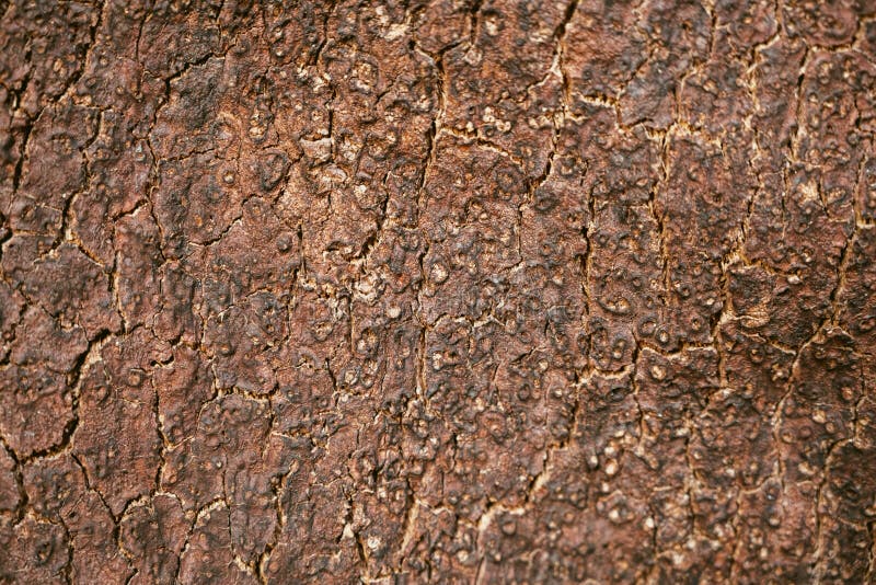 Oak bark texture stock image. Image of bark, protection - 256437385