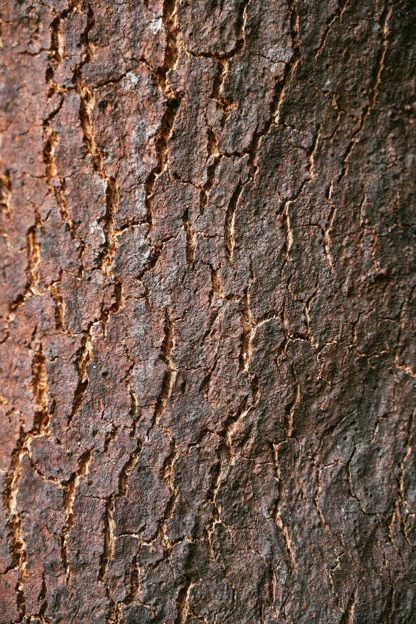 Oak bark texture stock photo. Image of intricate, growth - 257167924