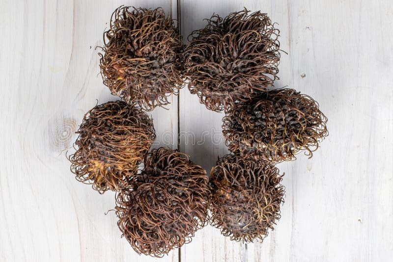 Old Brown Rambutan on Grey Wood Stock Photo - Image of lappaceum ...