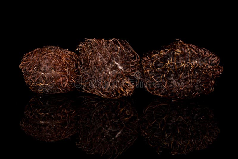 Old Brown Rambutan Isolated on Black Glass Stock Image - Image of ...