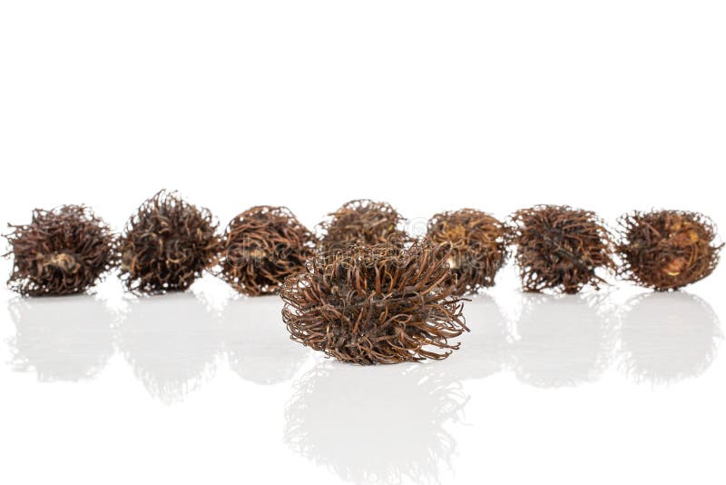Old Brown Rambutan Isolated on White Stock Image - Image of natural ...