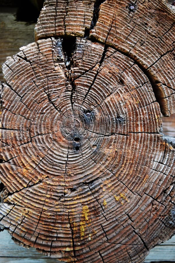 Old Brown Tree with Annual Rings and Yellow Resin Drops Stock Photo ...