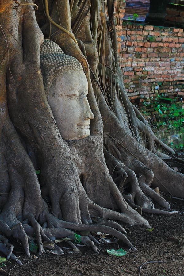 Old Buddha Covered with Tree Root Stock Image - Image of asia, brick ...