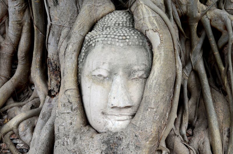 Big tree stock photo. Image of tree, dream, chair - 44287892