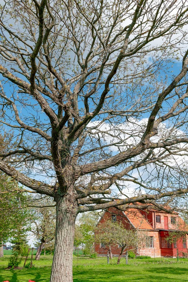 Old Budding Oak Tree in Springtime in Garden, Oak Tree with Buds in ...
