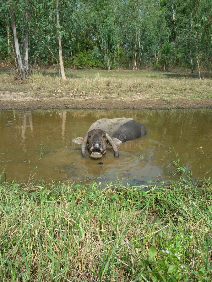 Buffalo in the pool stock image. Image of thailand, pool - 15146065