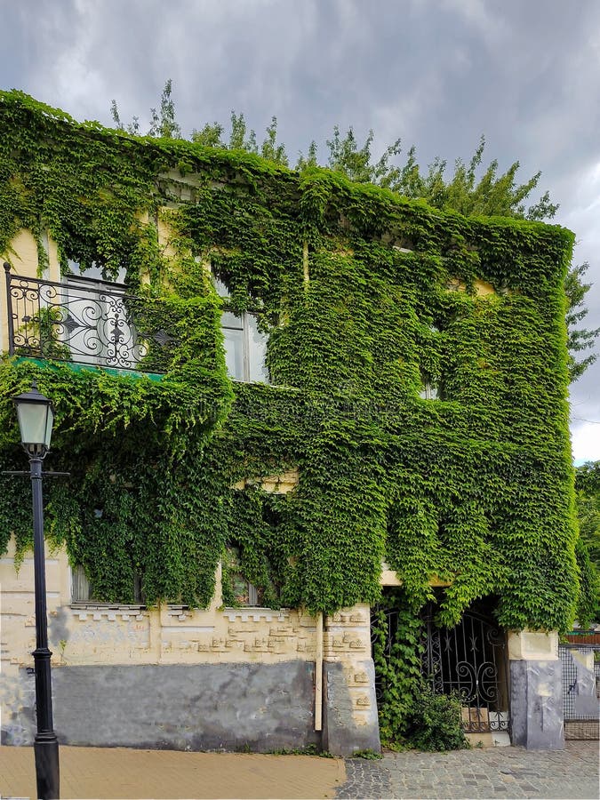 The Old Building is Completely Overgrown with Weaving Grapes. in Front ...