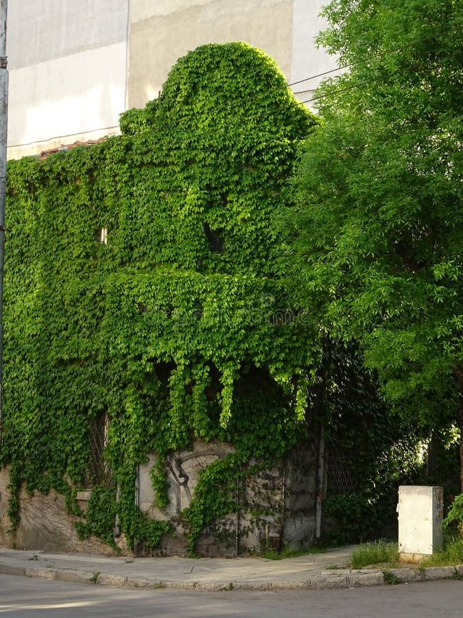 Old Building Covered with Green Ivy Leaves Stock Photo - Image of ...