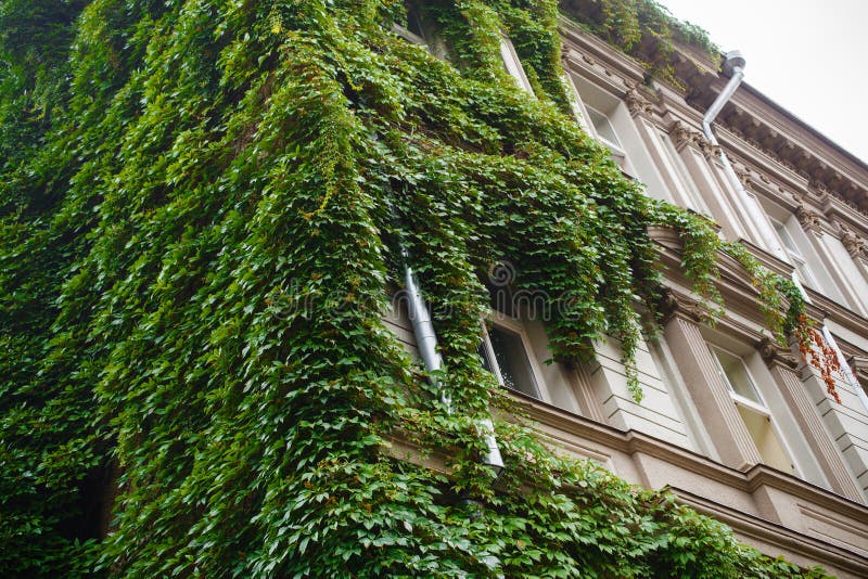 Old Building Decorated with Wild Vine Stock Photo - Image of creeper ...