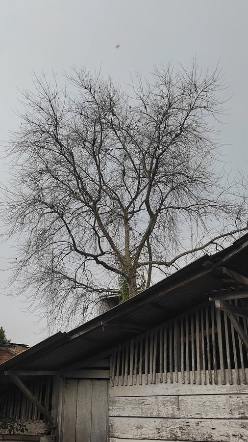 Old Building and Old Tree Decades Vintage Stock Photo - Image of tree ...