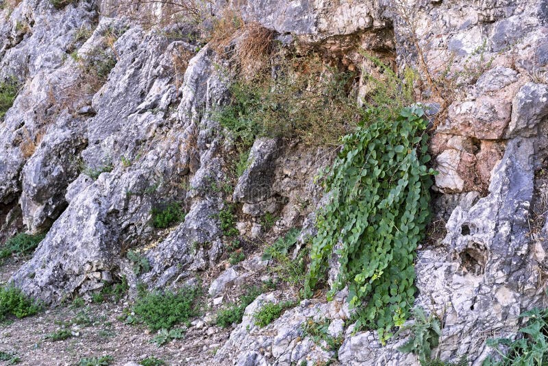 Old Bumpy Texture of an Ancient Stone Wall with Plantgrass Stock Photo ...