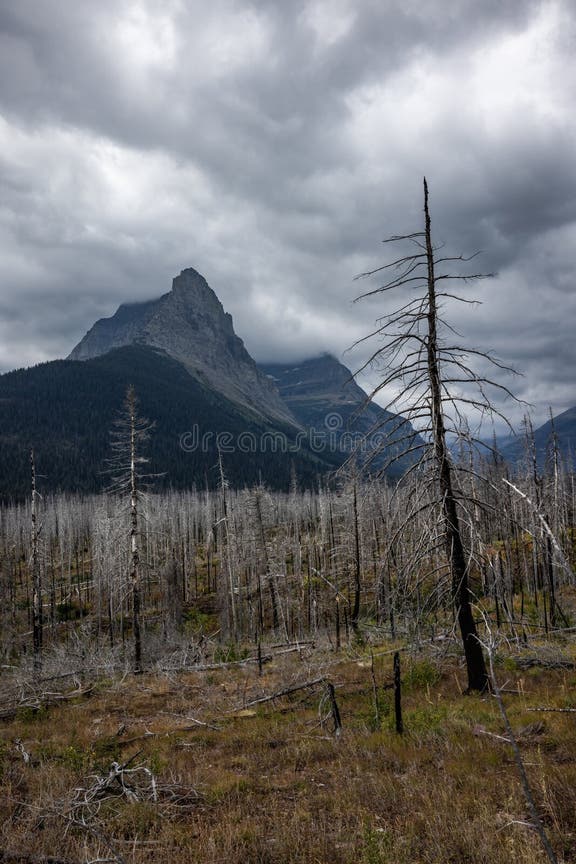 Old burn in the mountains stock photo. Image of park - 305171808