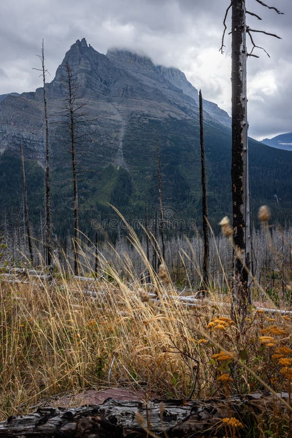 Old burn in the mountains stock image. Image of wild - 305171811