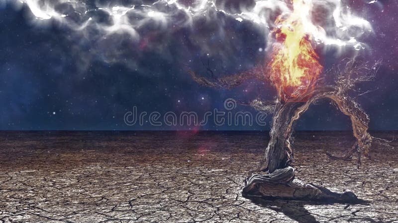 Burning Old Tree in Arid Rocky Land Stock Video - Video of nature ...