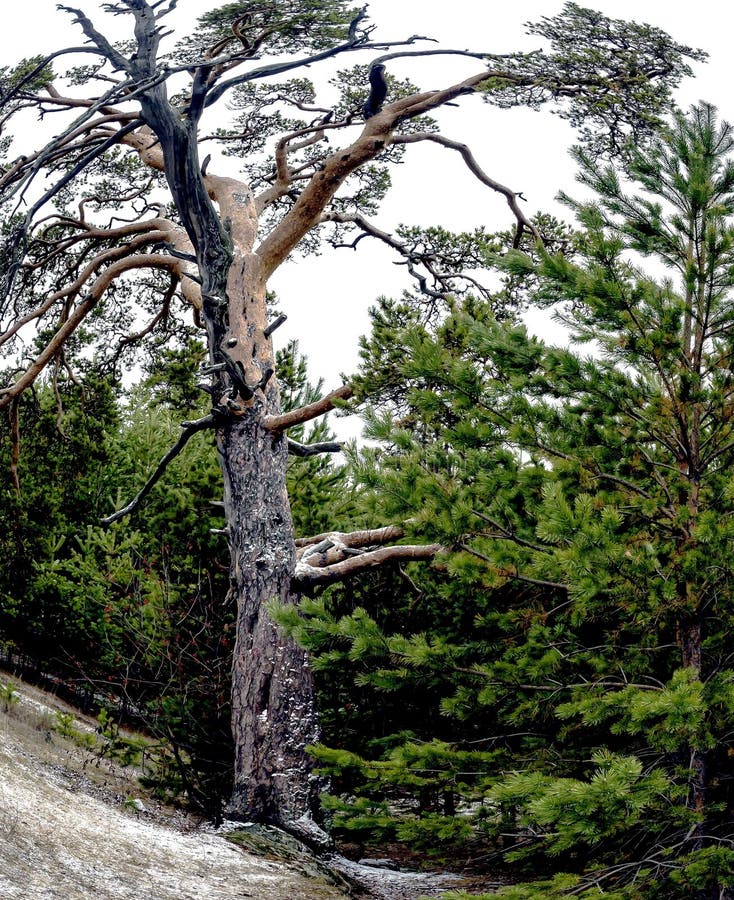 Old Mangled Pine Tree on Top of a Hill Stock Photo - Image of roots ...