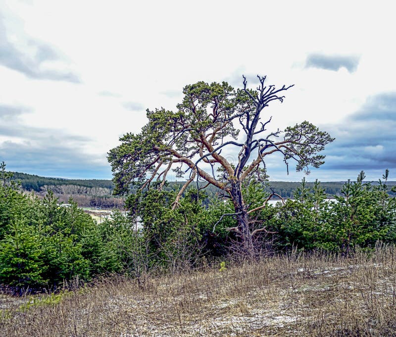 Old Mangled Pine Tree on Top of a Hill Stock Photo - Image of roots ...