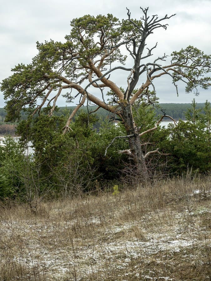 Old Mangled Pine Tree on Top of a Hill Stock Photo - Image of beauty ...