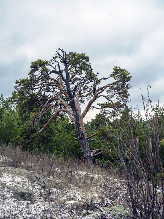 Old Mangled Pine Tree on Top of a Hill Stock Image - Image of majestic ...