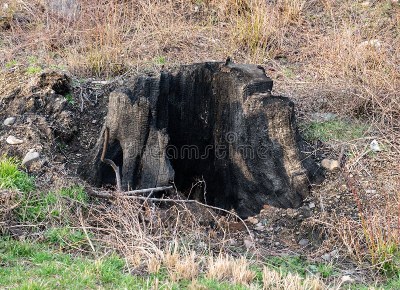 Old burnt stump stock image. Image of natural, summer - 175511343