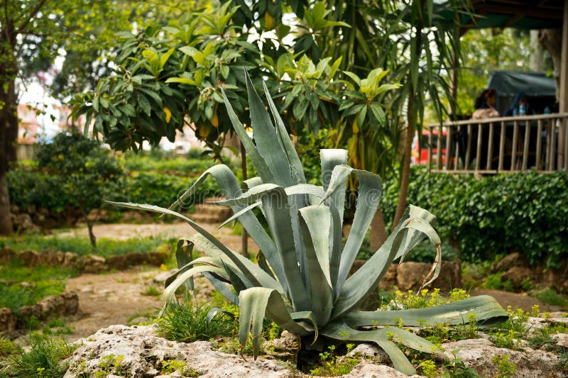 Old Bush aloe 8389. stock photo. Image of cactus, vera - 108531778