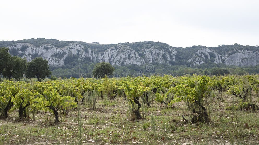 Old Bush Vines Against Cliffs Stock Photo - Image of shadow, rhone ...