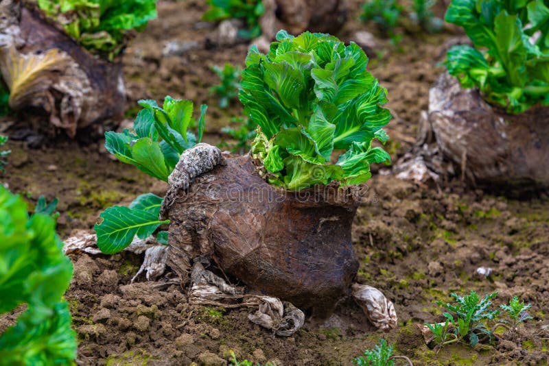 Old Cabbage with Fresh Leaves in Spring Stock Image - Image of leaf ...