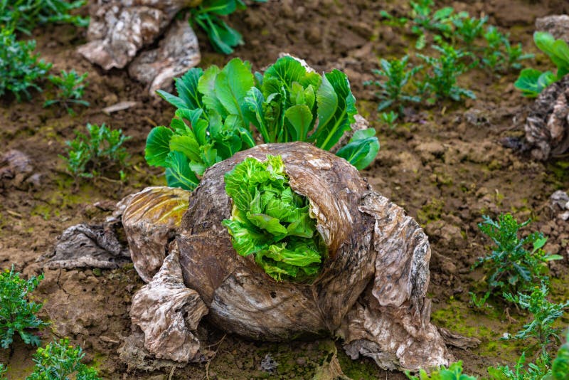 Old Cabbage with Fresh Leaves in Spring Stock Image - Image of seeds ...
