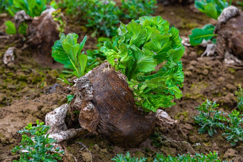 Old Cabbage with Fresh Leaves in Spring Stock Photo - Image of green ...
