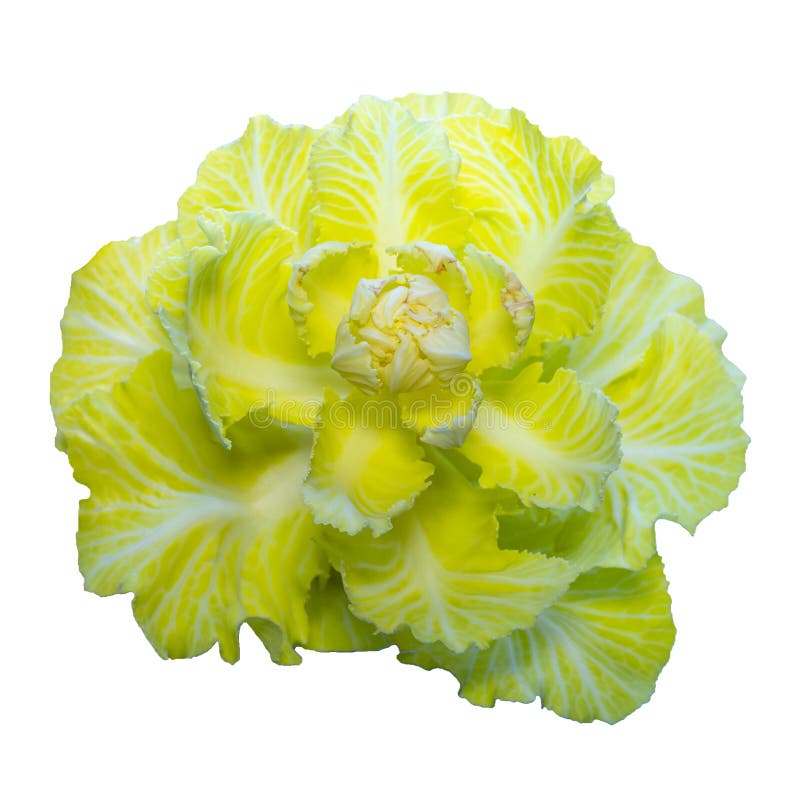 Old Cabbage Gives Life To Young Cabbage Stock Image - Image of produce ...
