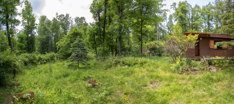 Old Cabin Hidden in the Woods at Spring. Stock Photo - Image of autumn ...