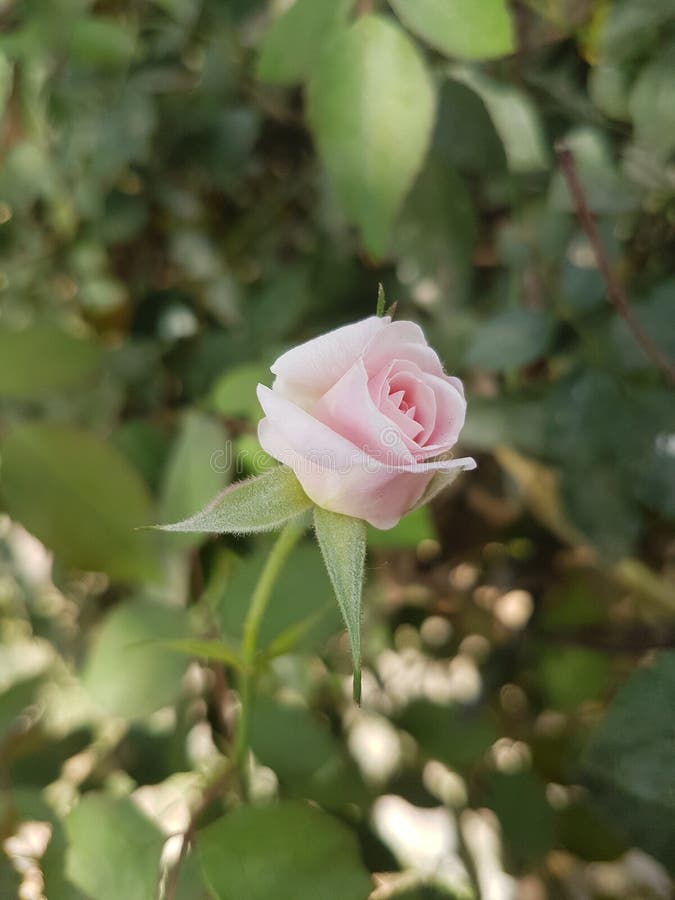 Beautiful Spring Pink Rose for Nature Lovers Stock Photo - Image of ...