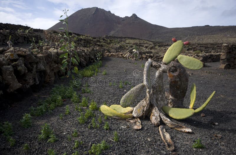 Old cactus stock photo. Image of summer, cactus, beautiful - 23274688