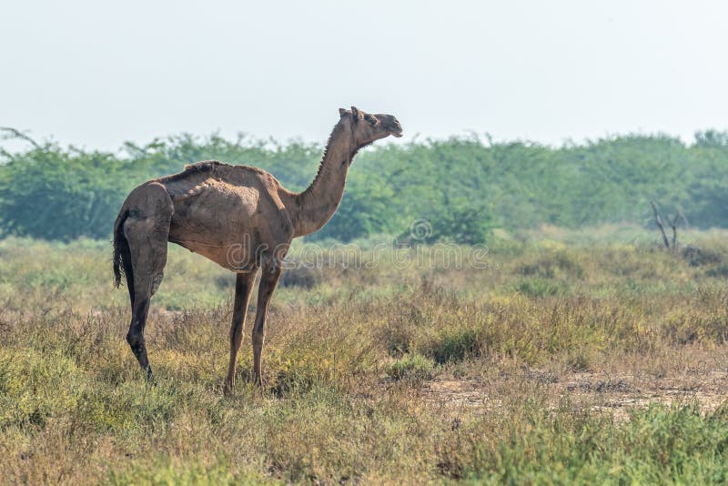 A Old camel in a desert stock image. Image of summer - 261441571