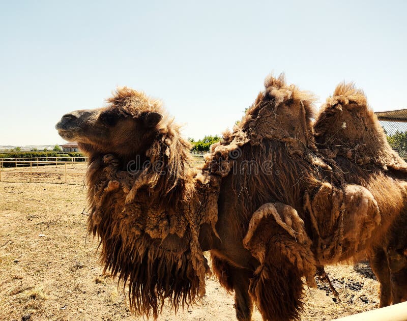 Old Camel in the farm stock photo. Image of eating, farm - 224315494