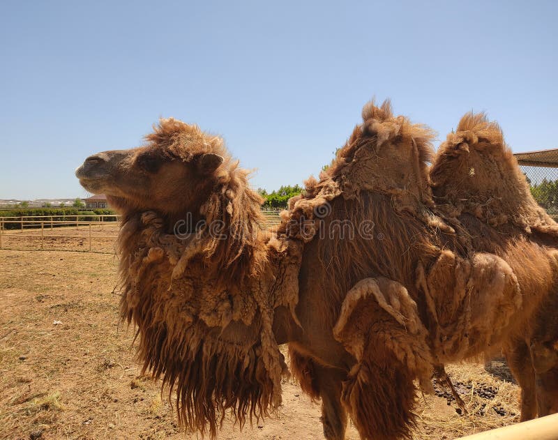Old Camel in the farm stock image. Image of field, vineyard - 224315499