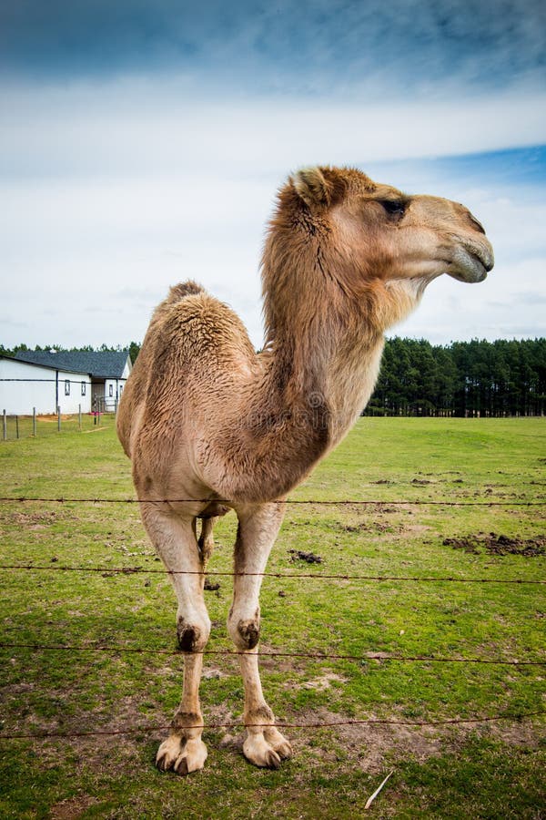Old Camel stock image. Image of travel, teeth, close - 15090419