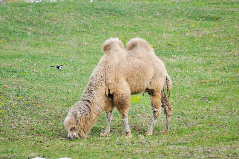 Old camel in the zoo stock photo. Image of travel, portrait - 33679936
