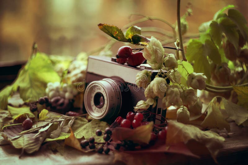 Old Camera Fall Foliage Berries Stock Photos - Free & Royalty-Free ...