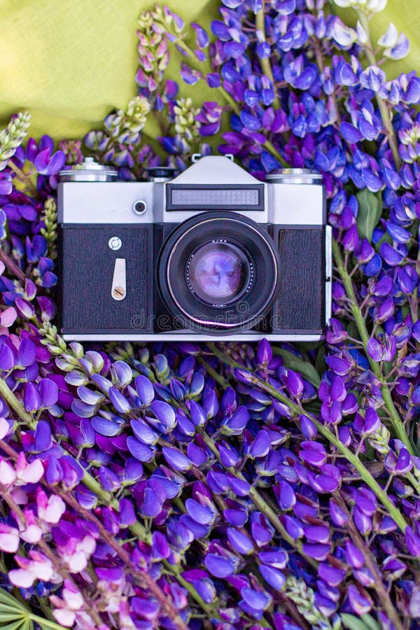 Old Camera and Violet Flowers with Filter Effect Stock Photo - Image of ...
