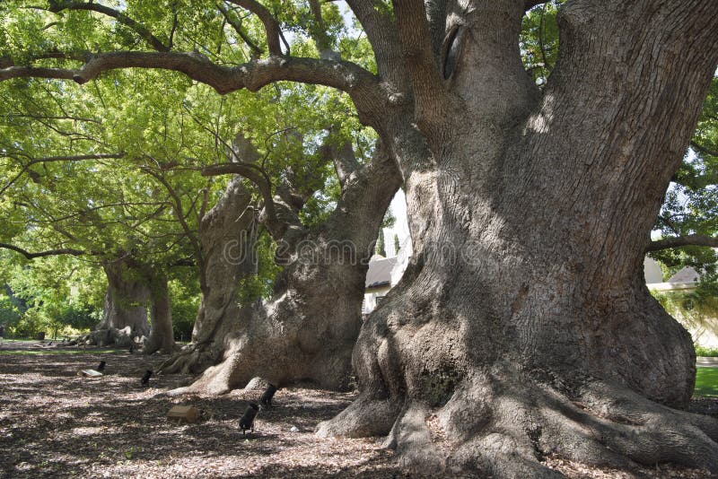 Camphor Trees, Very Old and Huge Tree, Vergelegen Winery, Western Cape ...