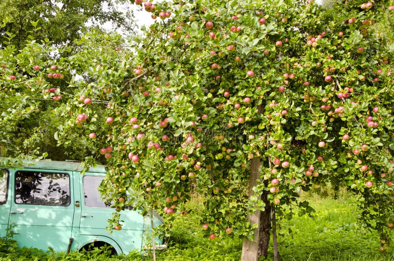 Old Car and Apple Tree in the Garden Stock Photo - Image of leaf ...
