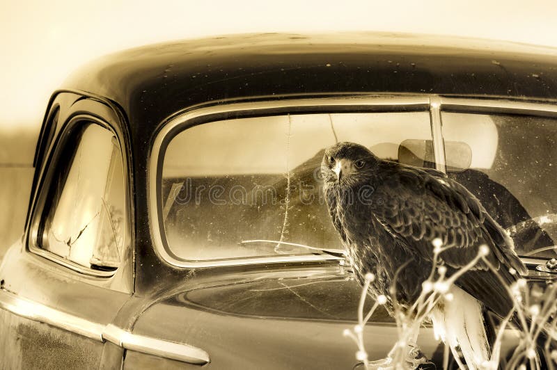Old car with hawk stock photo. Image of nature, predator - 64254994